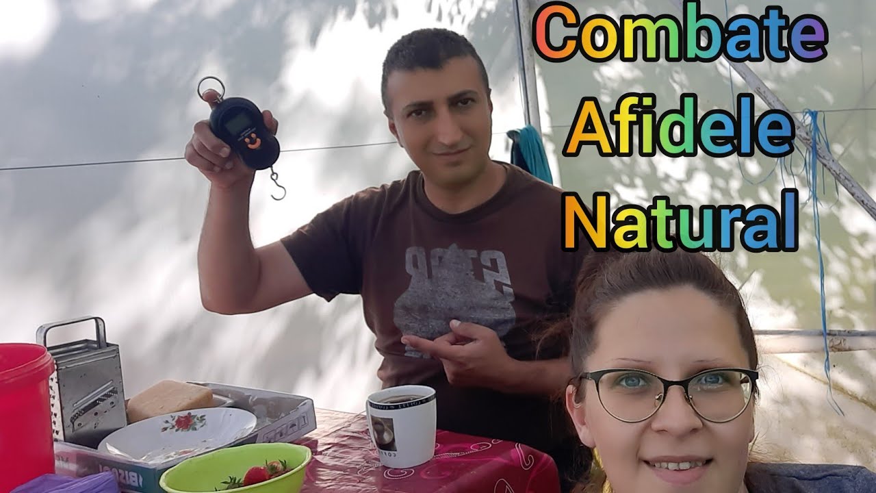 Combate natural paduchi de plante Insecticid natural afide mealybug ...