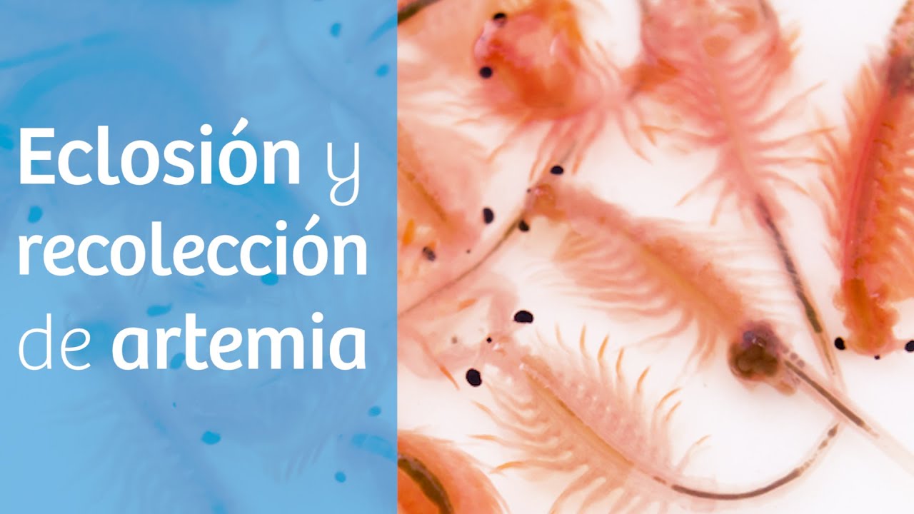 ARTEMIA · Cómo ECLOSIONAR alimento vivo para ALEVINES - YouTube