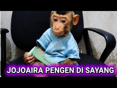 JOJO & AIRA NEED LOVE AND CARE! 🐒❤️🥺