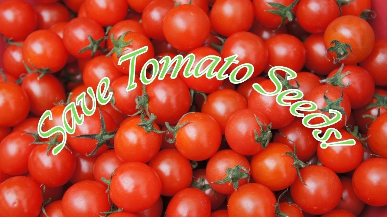 How to Save Tomato Seeds? Learn Now! - YouTube