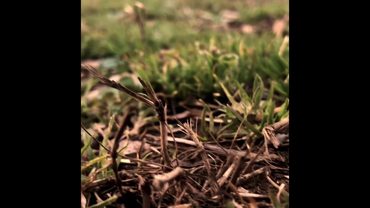 Some videos from my gallery - YouTube