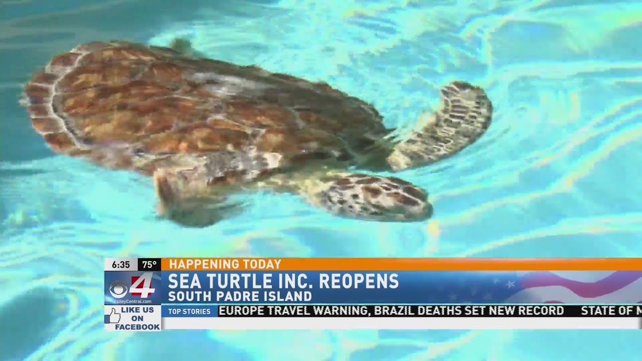 Sea Turtle Inc. Reopening - YouTube
