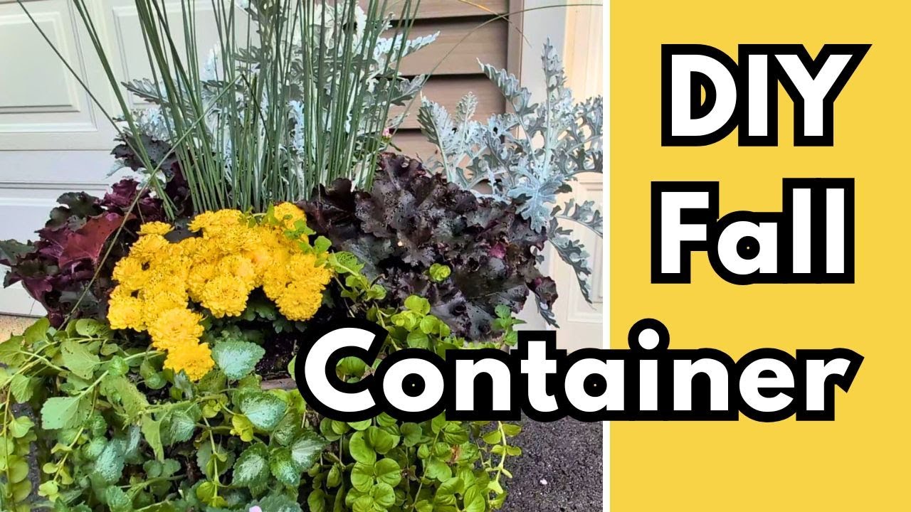 DIY Fall Container For Under $2! Overwintering Mums - YouTube
