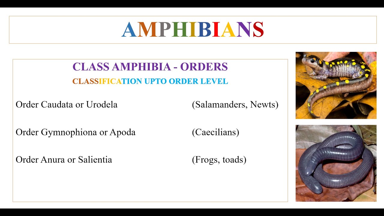 Classification of Amphibians - YouTube