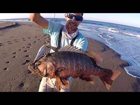 Pesca de PARGOS de PLAYA - YouTube