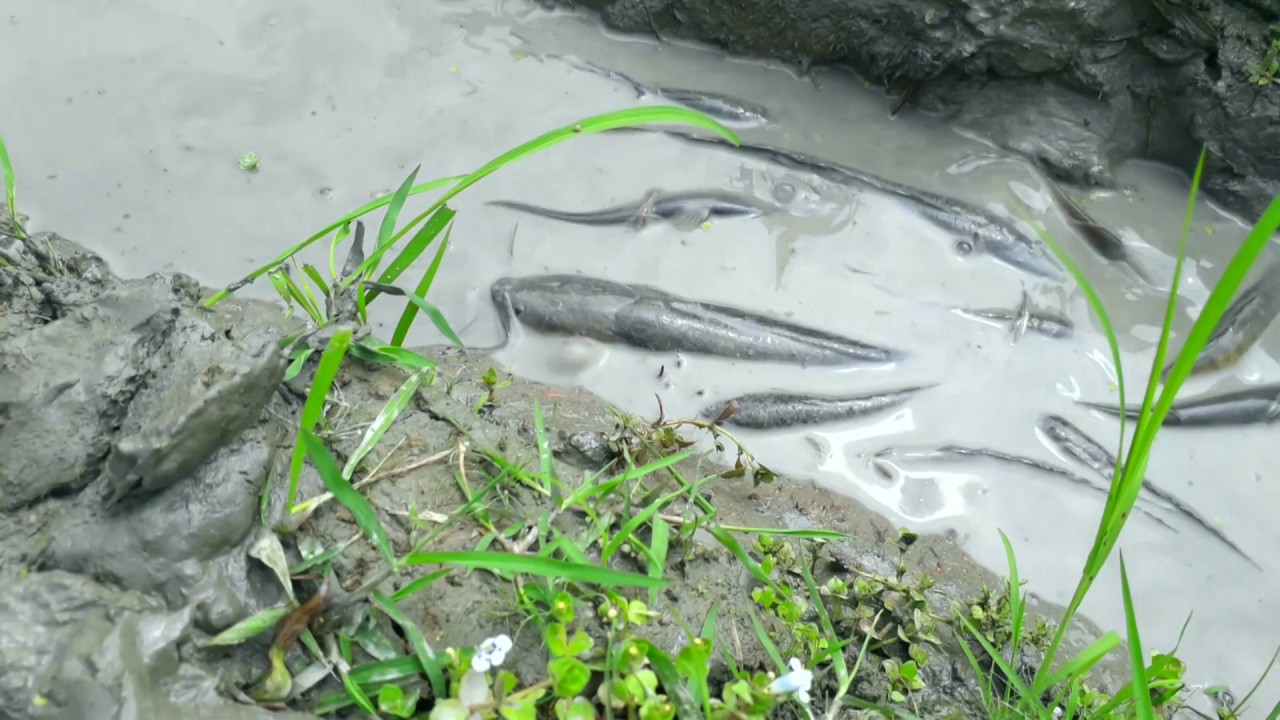 Best Mud Water catfish fishing by hand | Catfish harvesting from fish ...