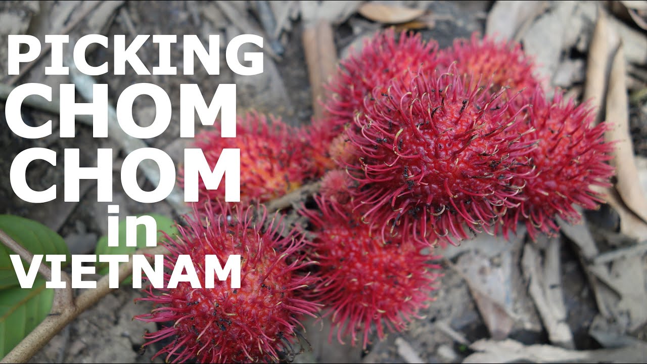 Picking Tropical Exotic Fruits in VIETNAM: CHOM CHOM / Rambutan - YouTube