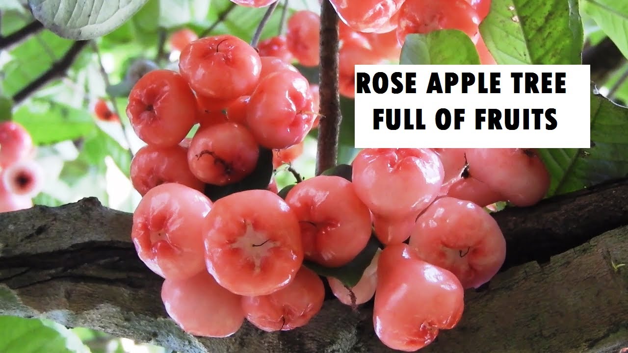 Rose apple tree with full of beautiful fruits#Rose apple - YouTube