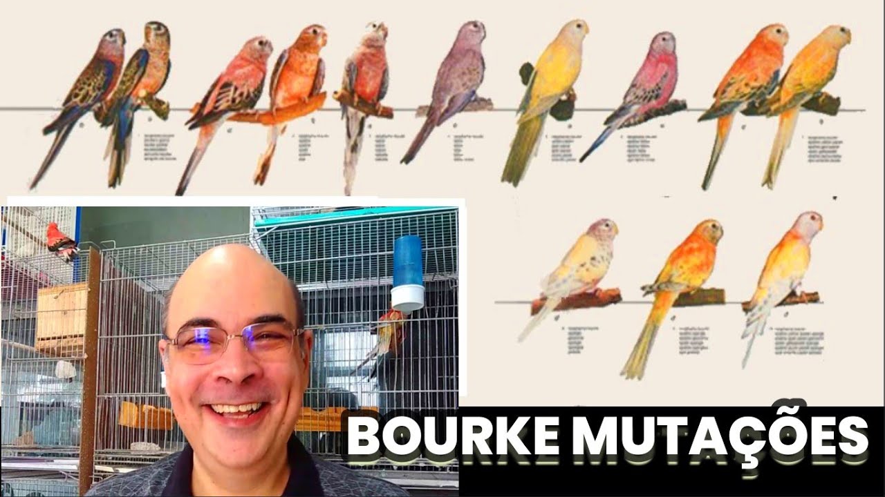 PERIQUITO BOURKE E MUTAÇÕES - YouTube