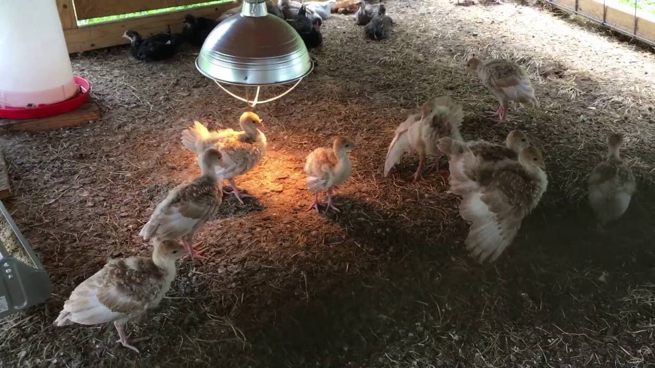 So Much Strutting!! And a Baby Gobble?! - YouTube