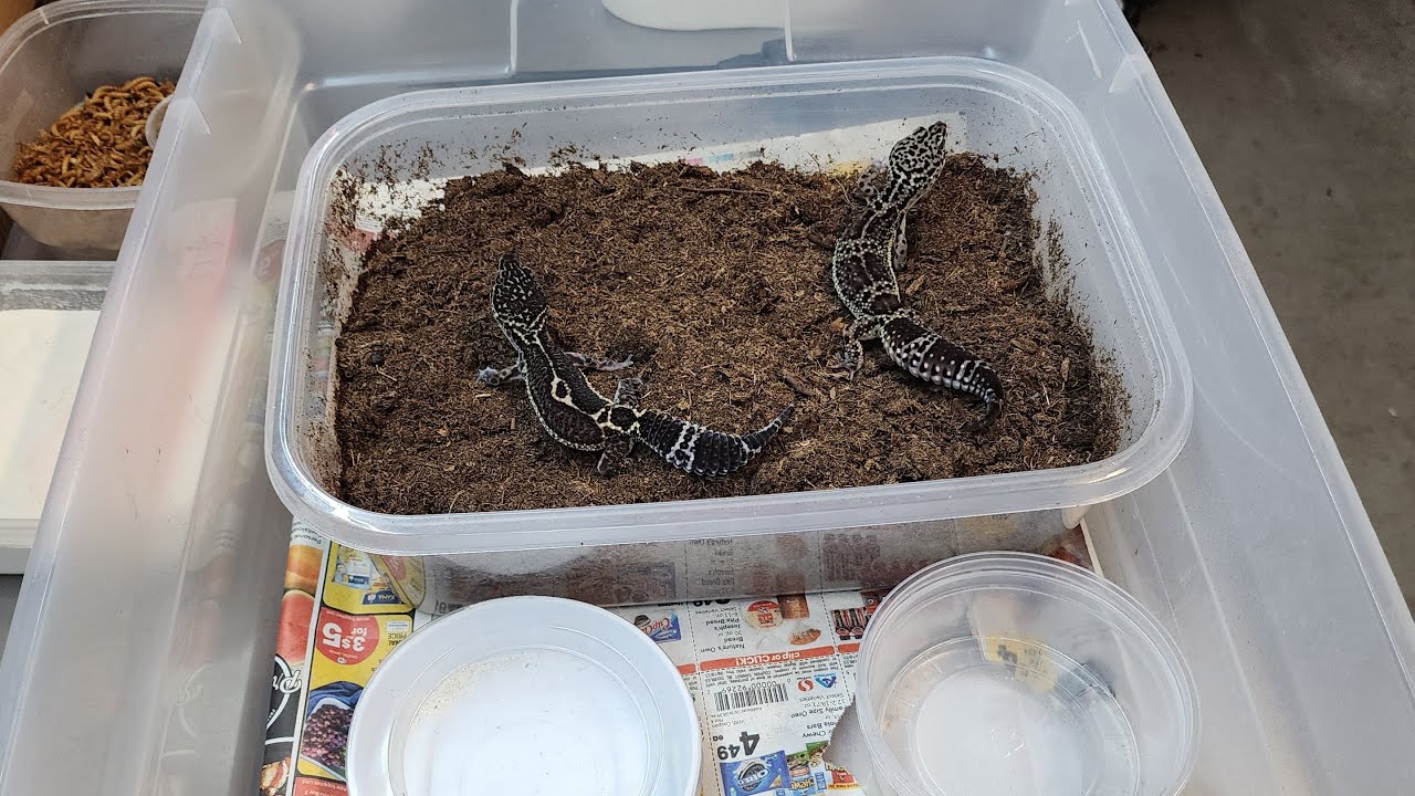 How to set up BREEDING GROUPS of leopard geckos! - YouTube