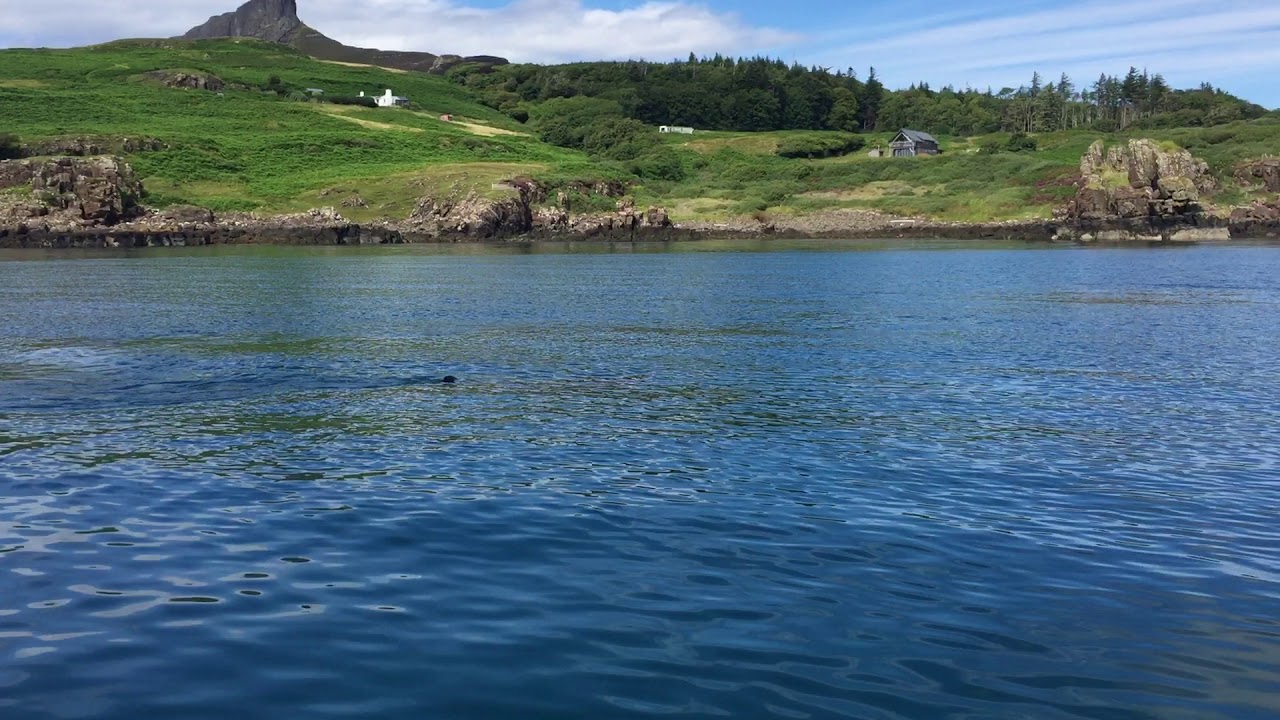 Basking Shark - Eigg Summer 2017 - YouTube