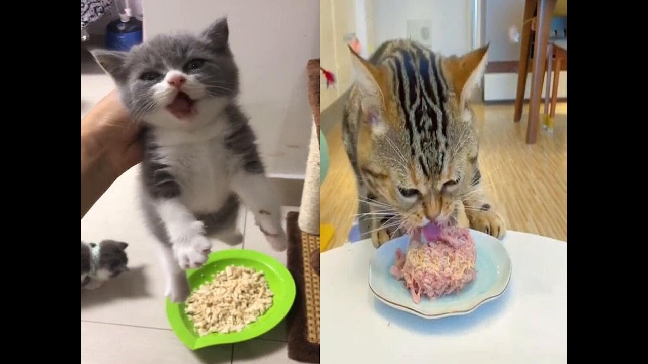 cats smell food while sleeping | funny cat smelling food - YouTube