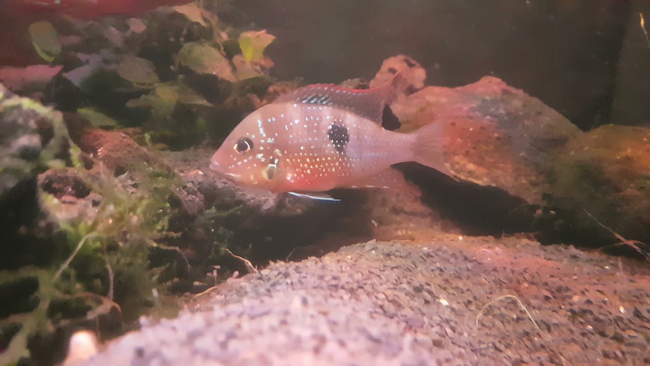 T. Ellioti with fry - YouTube