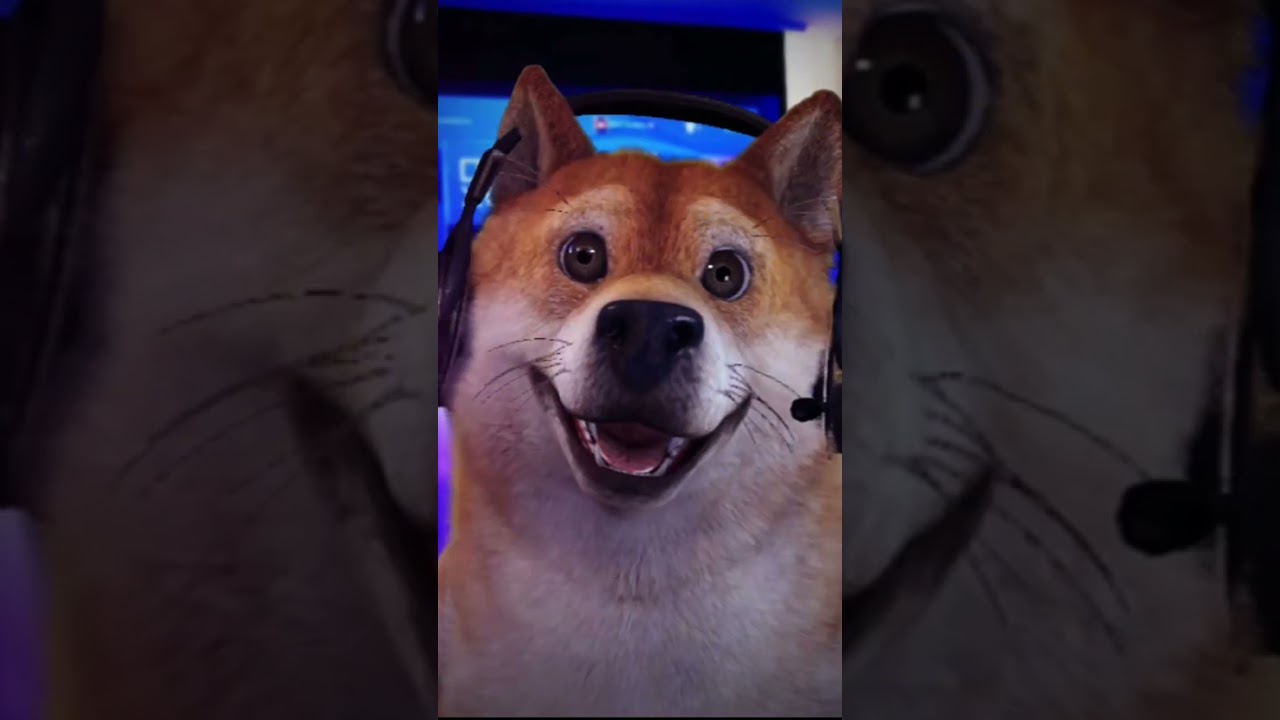 Ccp Obit Si Anjing Lucu - YouTube