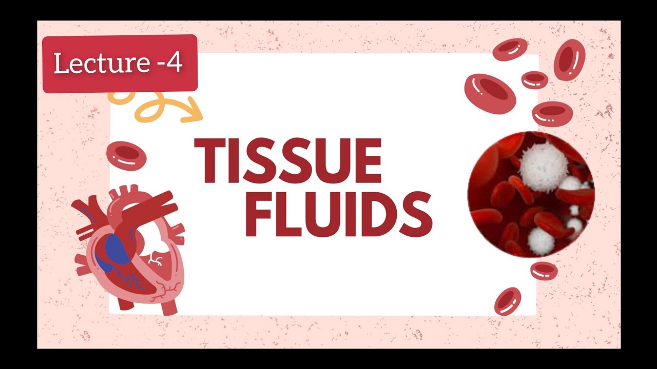 TISSUE FLUIDS...(Lecture -4)... Neet UG 2025 - YouTube