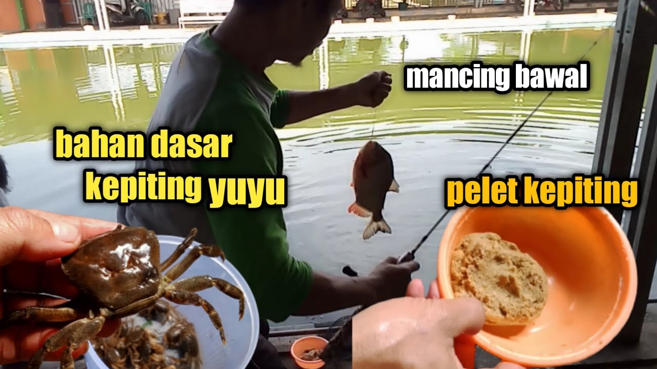 Tutorial cara meracik pelet kepiting Yuyu untuk umpan mancing ikan bawal,lele,patin - YouTube