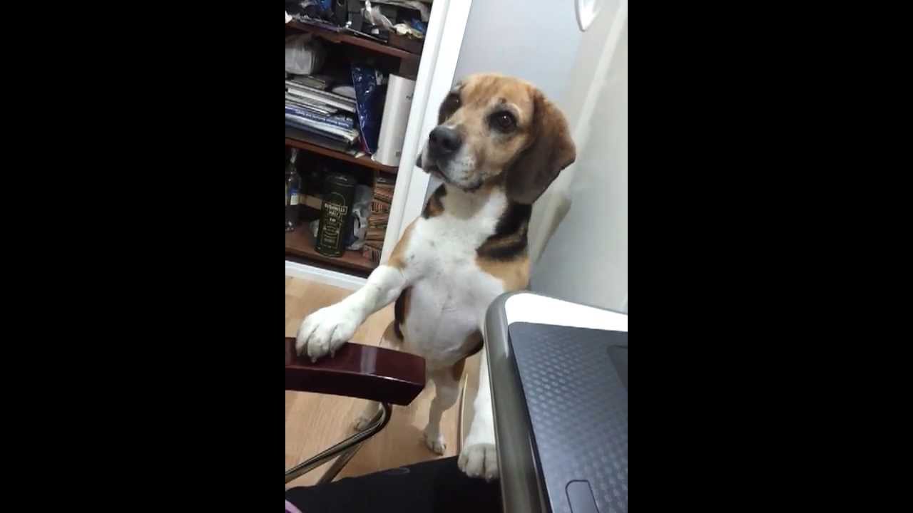 Lucky the beagle is praying :) - YouTube