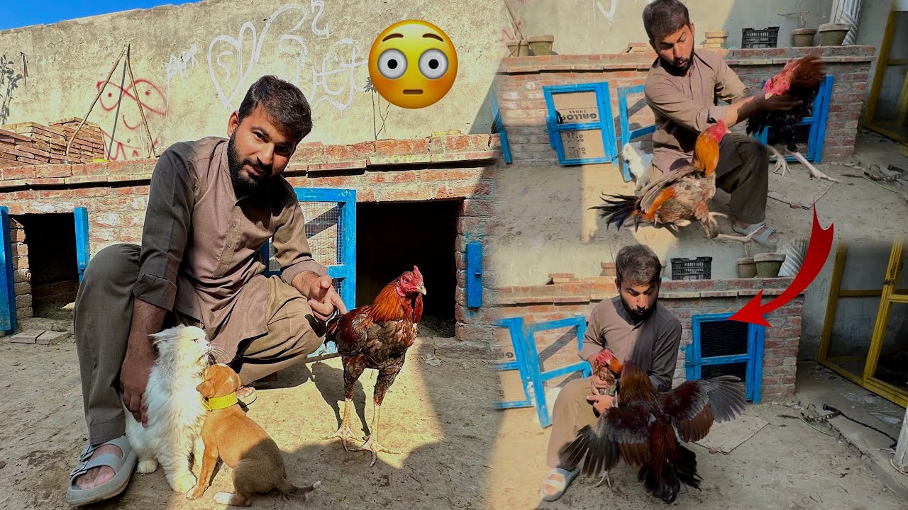 Surprise || Fighter Murga Ny Mery Opr Attack Kr Diya 😱 #vlog - YouTube