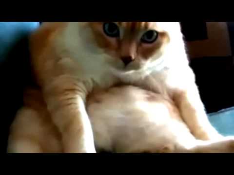 Fat Cat Fart - Fat cat hiccups and farts