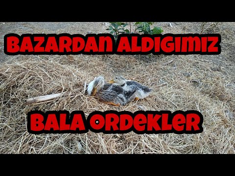Bazardan aldigimiz ordek balalari. Bala ordeklerin son hali