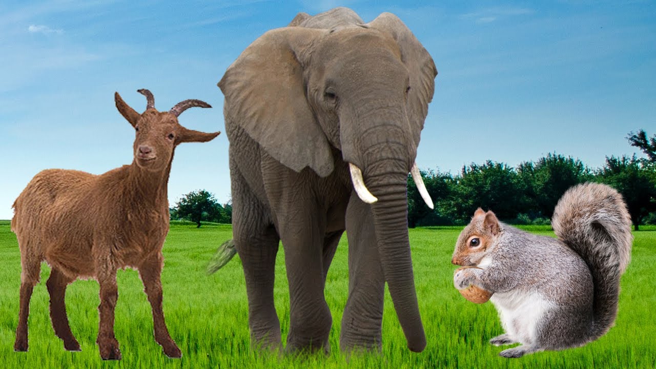Learn familiar animals: Elephant, Squirrel, Goat, Duck, Cow, Deer - YouTube