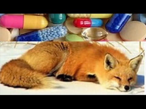 Снотворное для лова птиц и зверей - YouTube