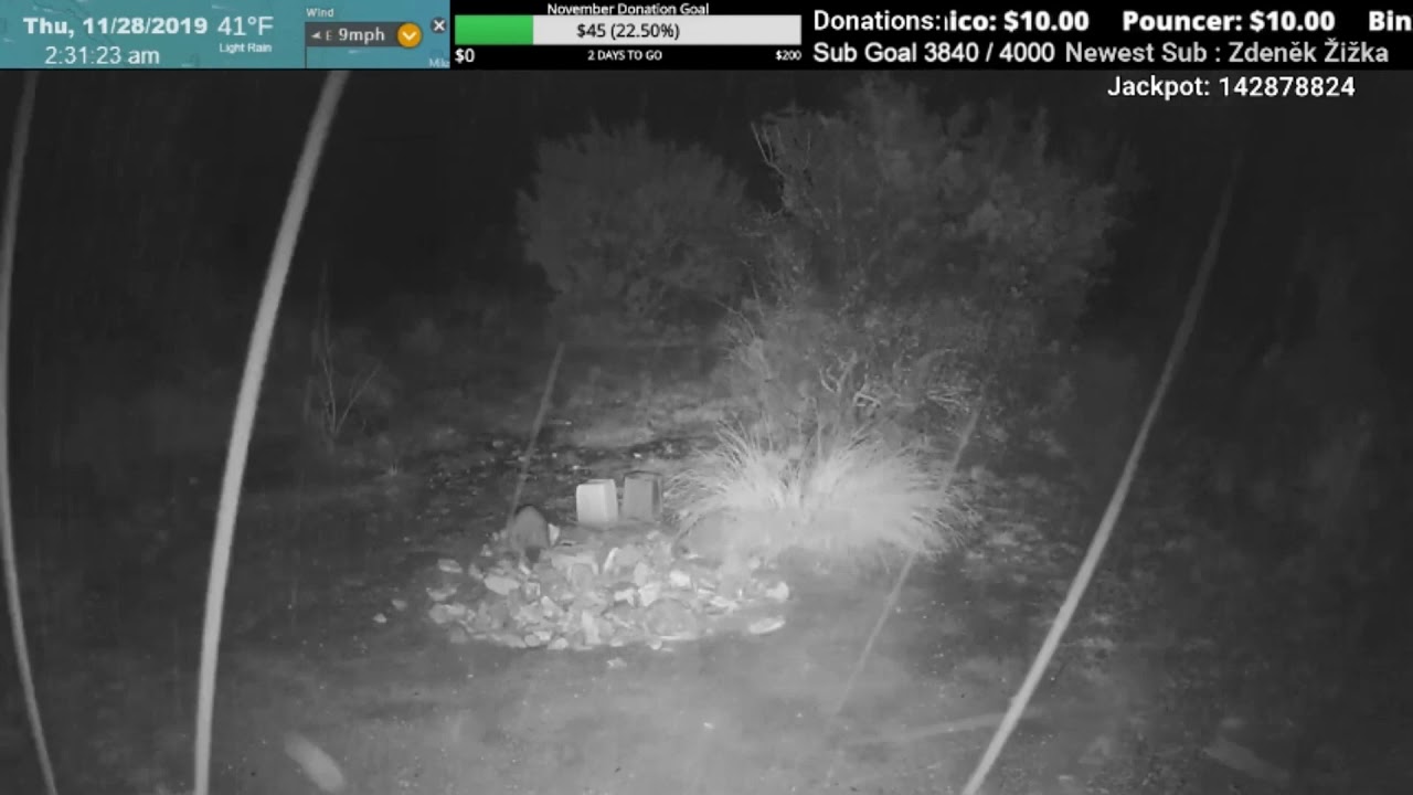 Rowdy Raccoons, Eats the Microphone Dampener 🦝 ... Texas Wildlife Cams ...