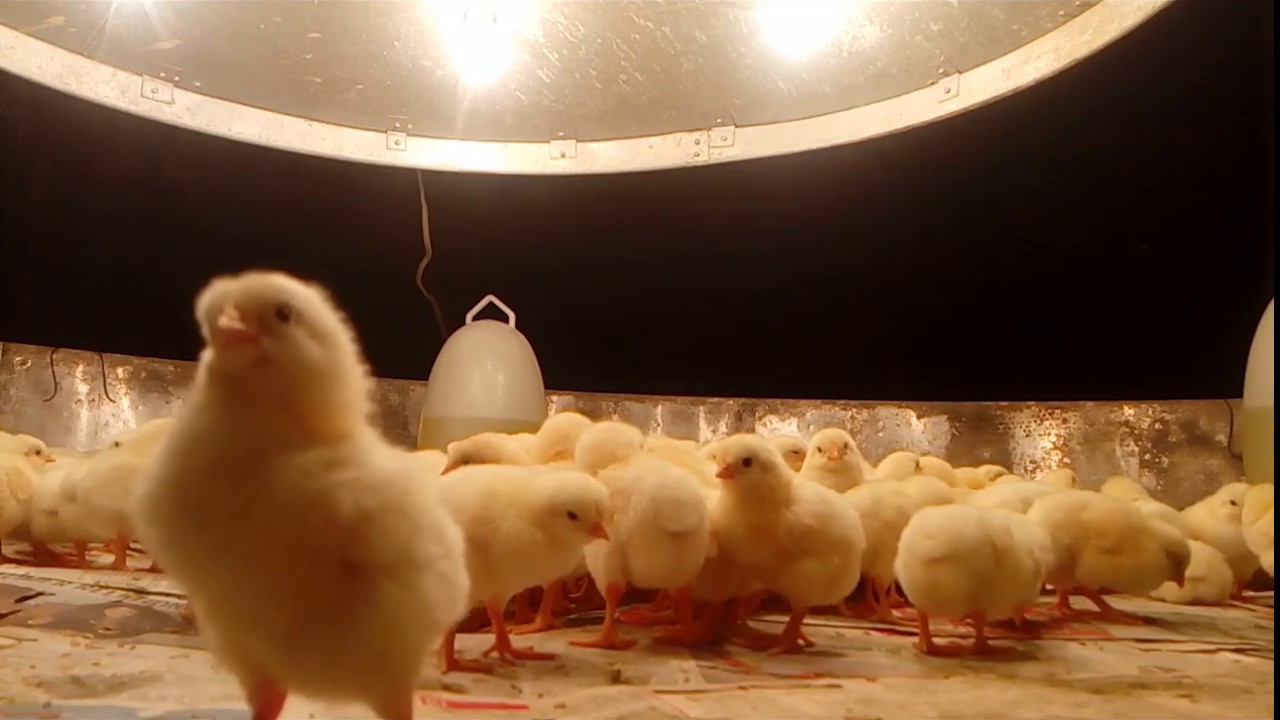 Brooding Period First Day Behavior Of Chicks | First Night | Chick ...