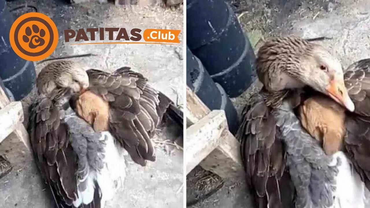 Historia De Ganso Que Salvó A Cachorro Casi Muerto De Frío Está Dando ...