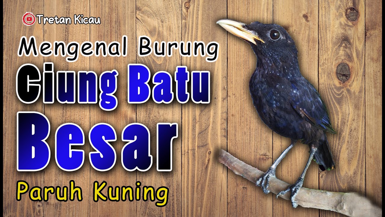 Burung Ciung Batu Besar yang Eksotis - YouTube