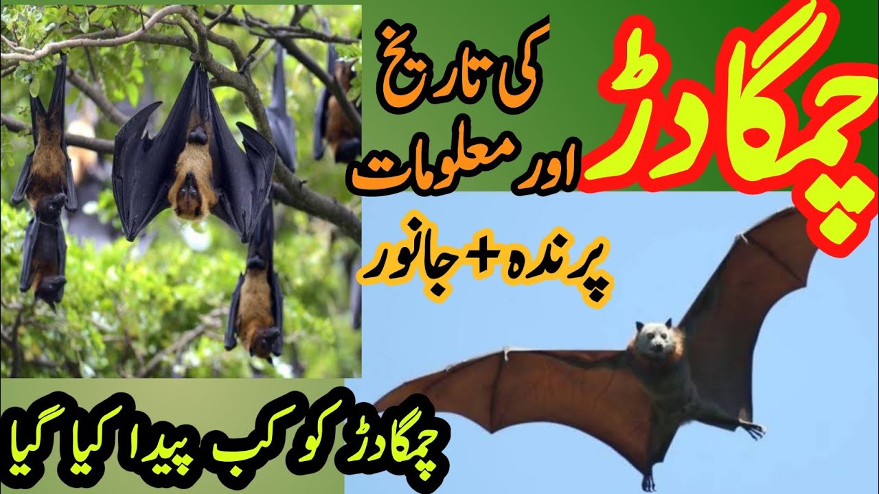 Bats information | Chamgadar Ka Ghar Me Aana | Bats Amazing Animals ...