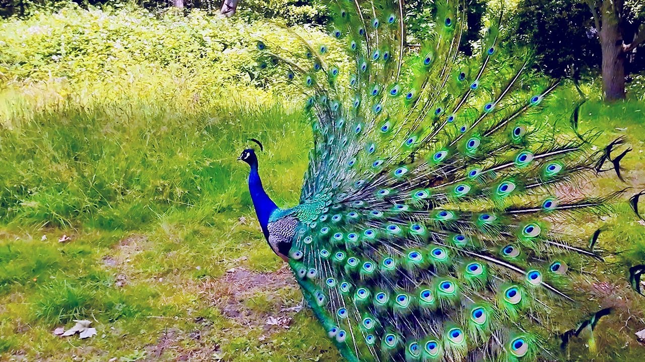Amazing Peacock DANCE | Peacock performance - YouTube