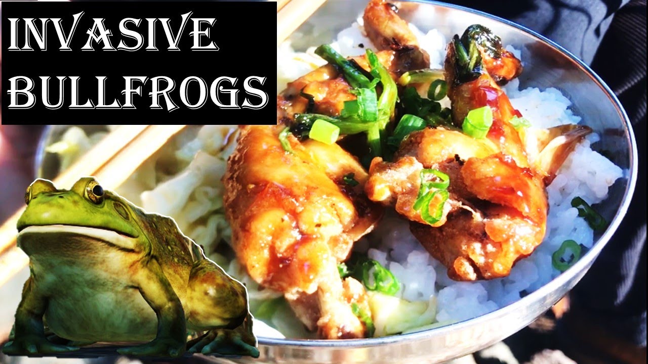 INVASIVE Bullfrogs! Delicious Catch & Cook w/Outdoor Chef Life - YouTube