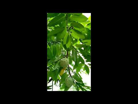 #MY SUGAR APPLE TREE NAG BUNGA NA ANG ATIS |CHAWEL SAJONIA - YouTube