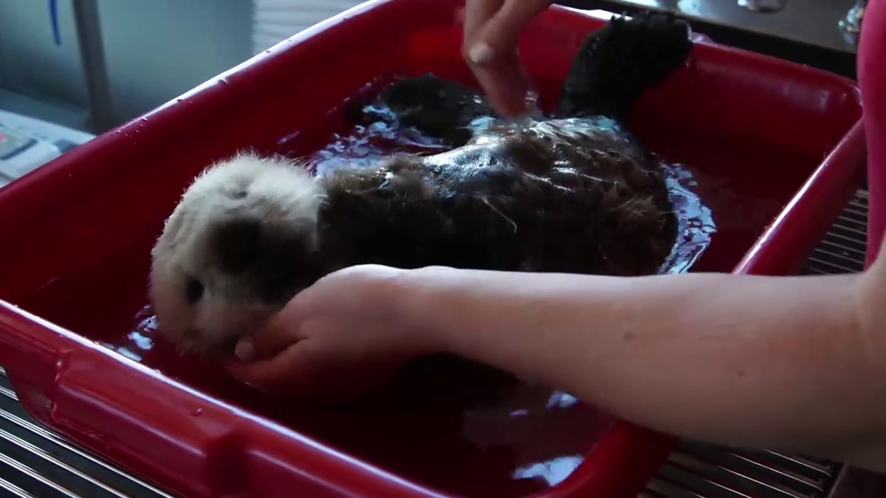 Rescued Baby Sea Otter Bathtime - YouTube