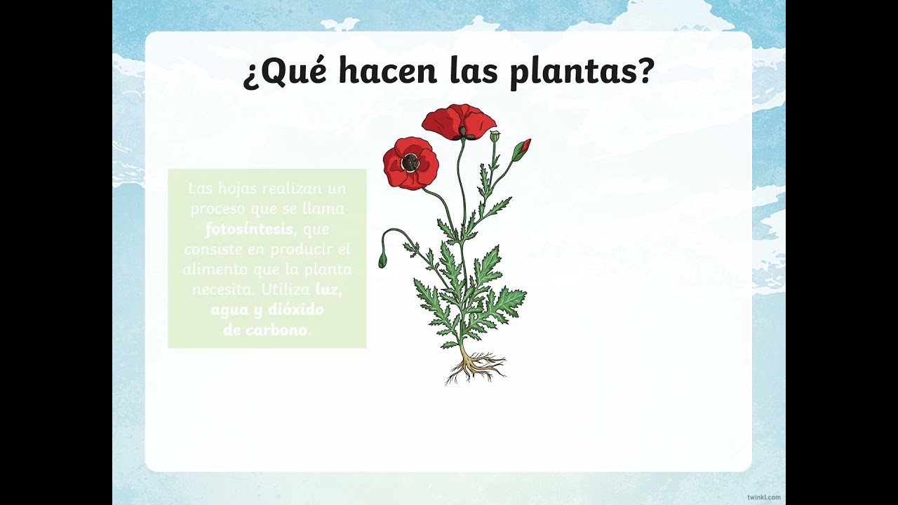 que necesitan las plantas para crecer - YouTube