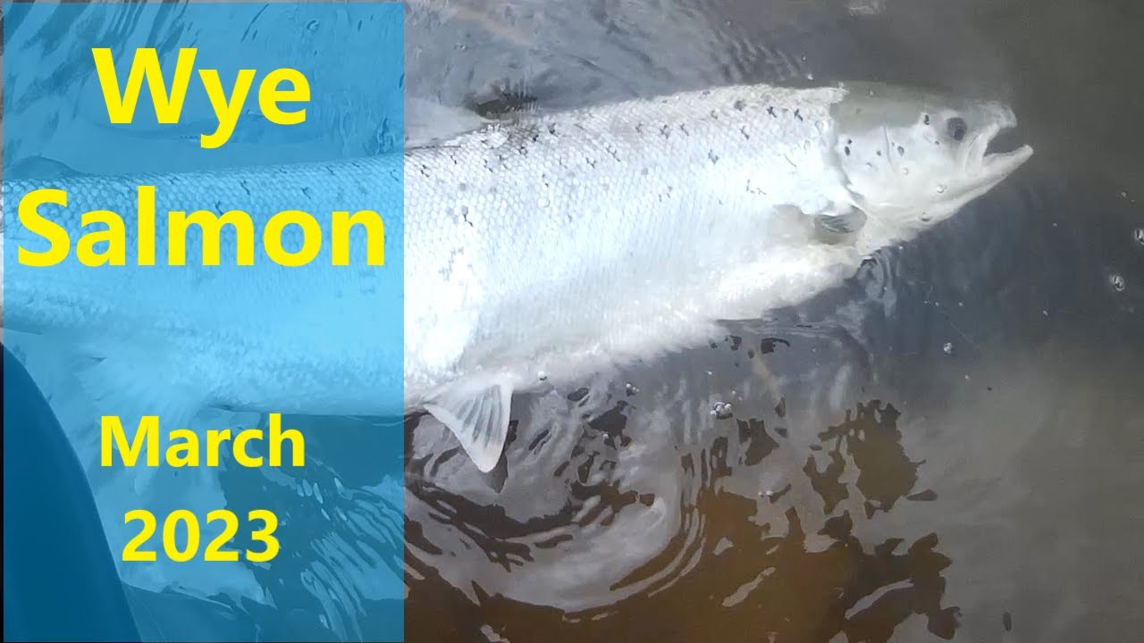 Wye Salmon Fishing ~ March 2023 - YouTube