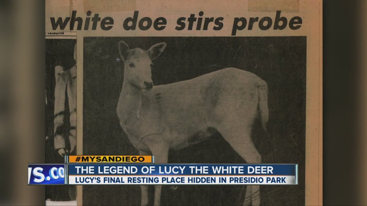 #MySanDiego: The legend of Lucy, the White Deer - YouTube