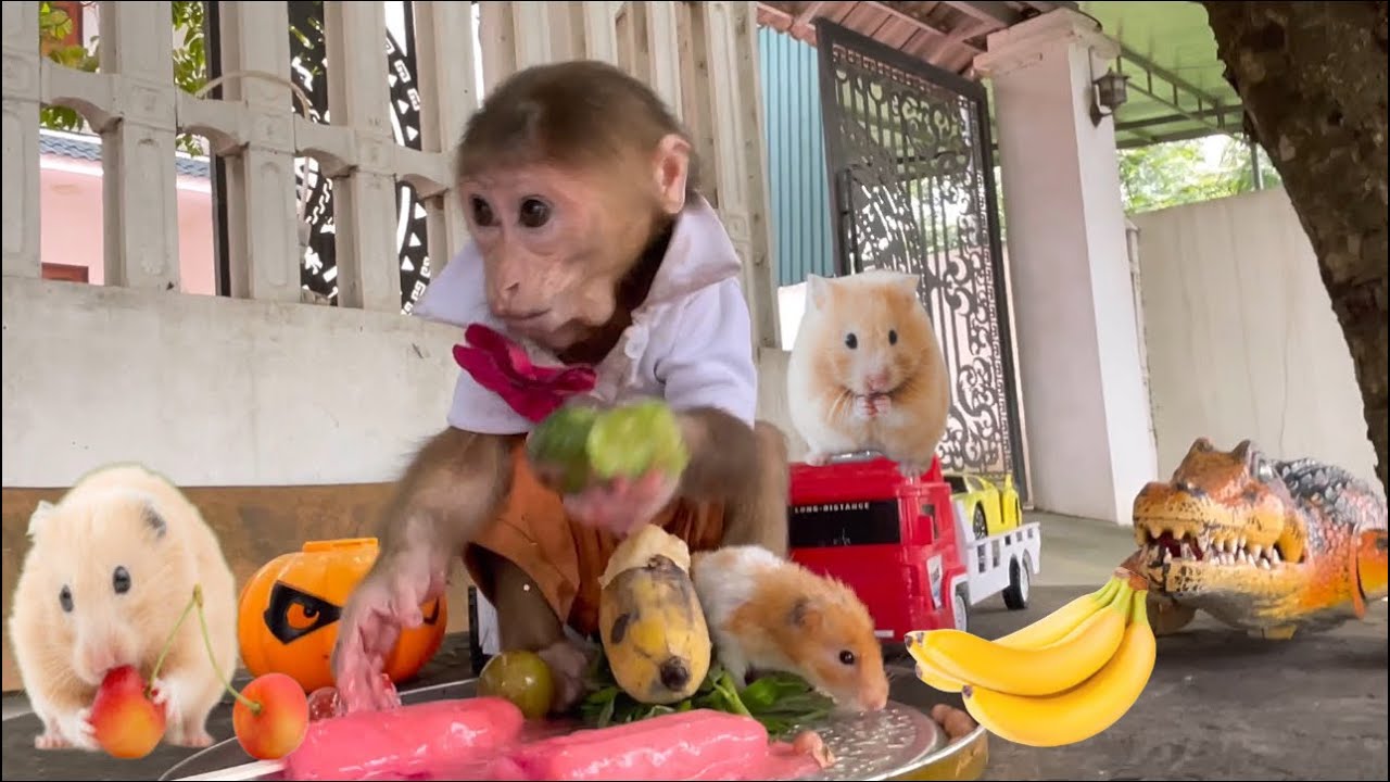 Bon Bim monkey and Kaka mouse eat peanuts eat ice cream and eat fruit ...