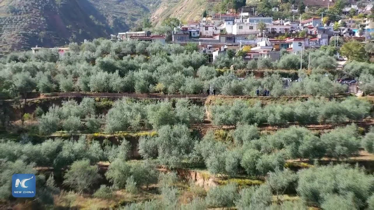 How can a single olive tree help to bridge China with the world? - YouTube