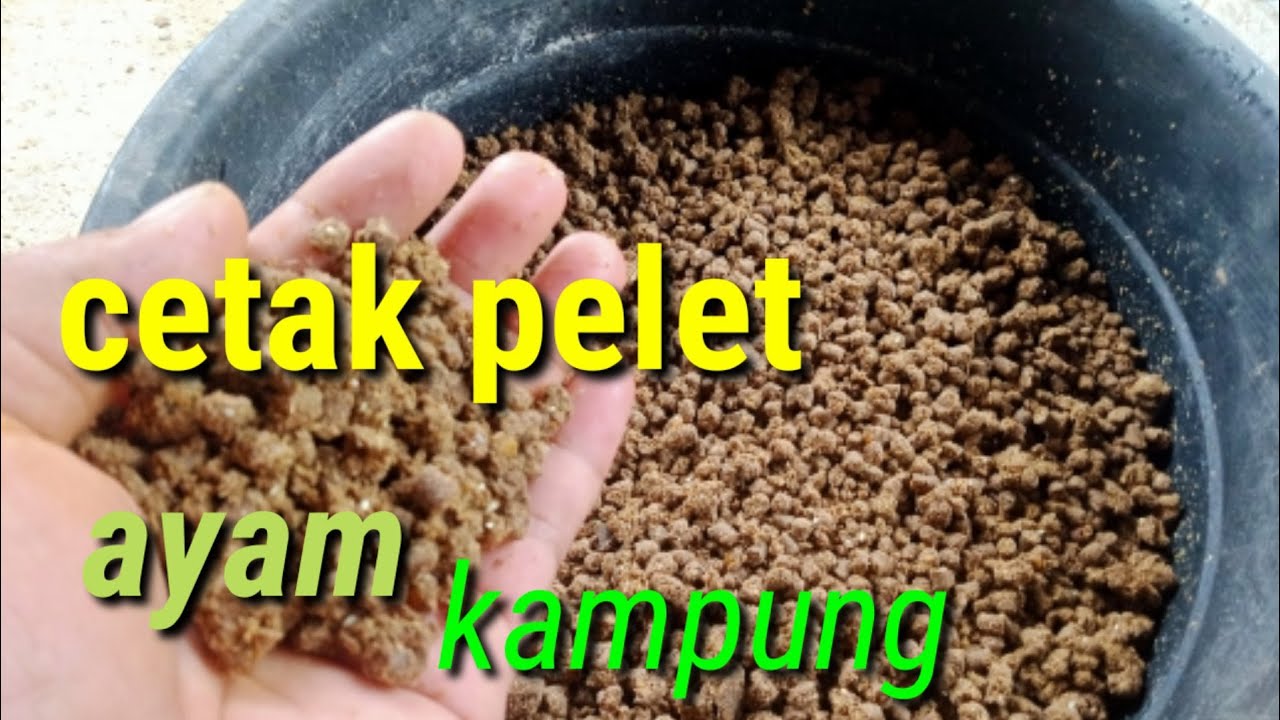 bikin pelet/Pur ayam skala rumahan - YouTube