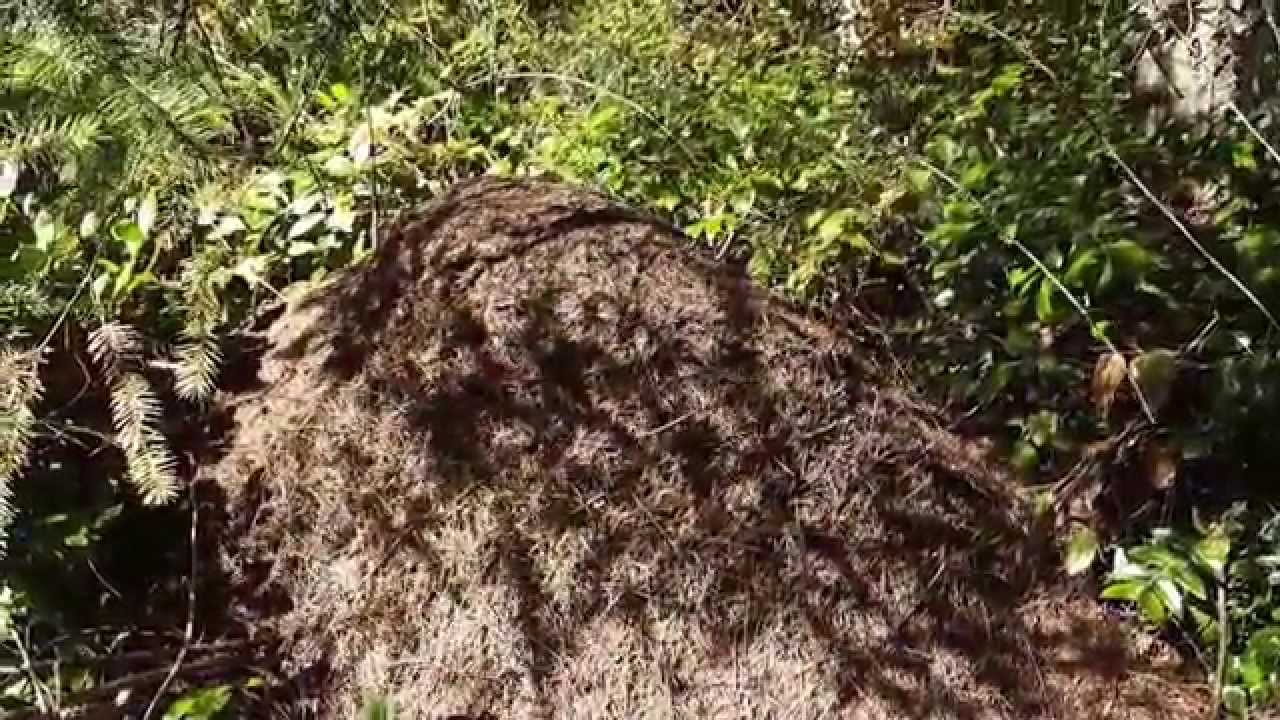 Large ant hill in Washington - YouTube