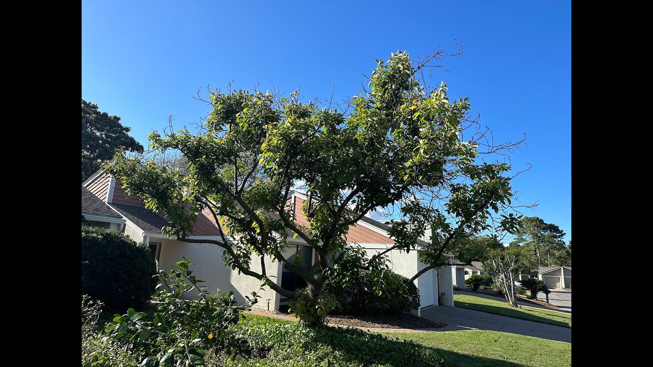 5+ year old avocado tree in zone 8B of FL - Cold hardy - YouTube