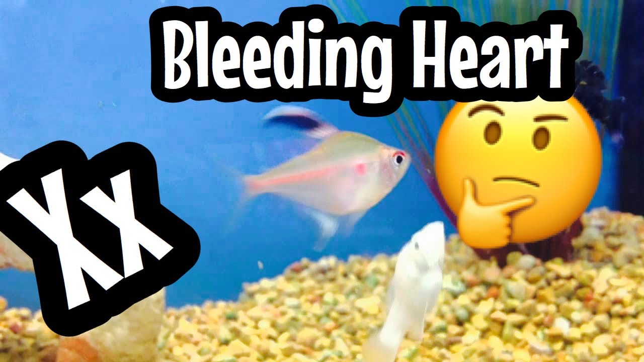 Bleeding Heart Tetra Fish - YouTube