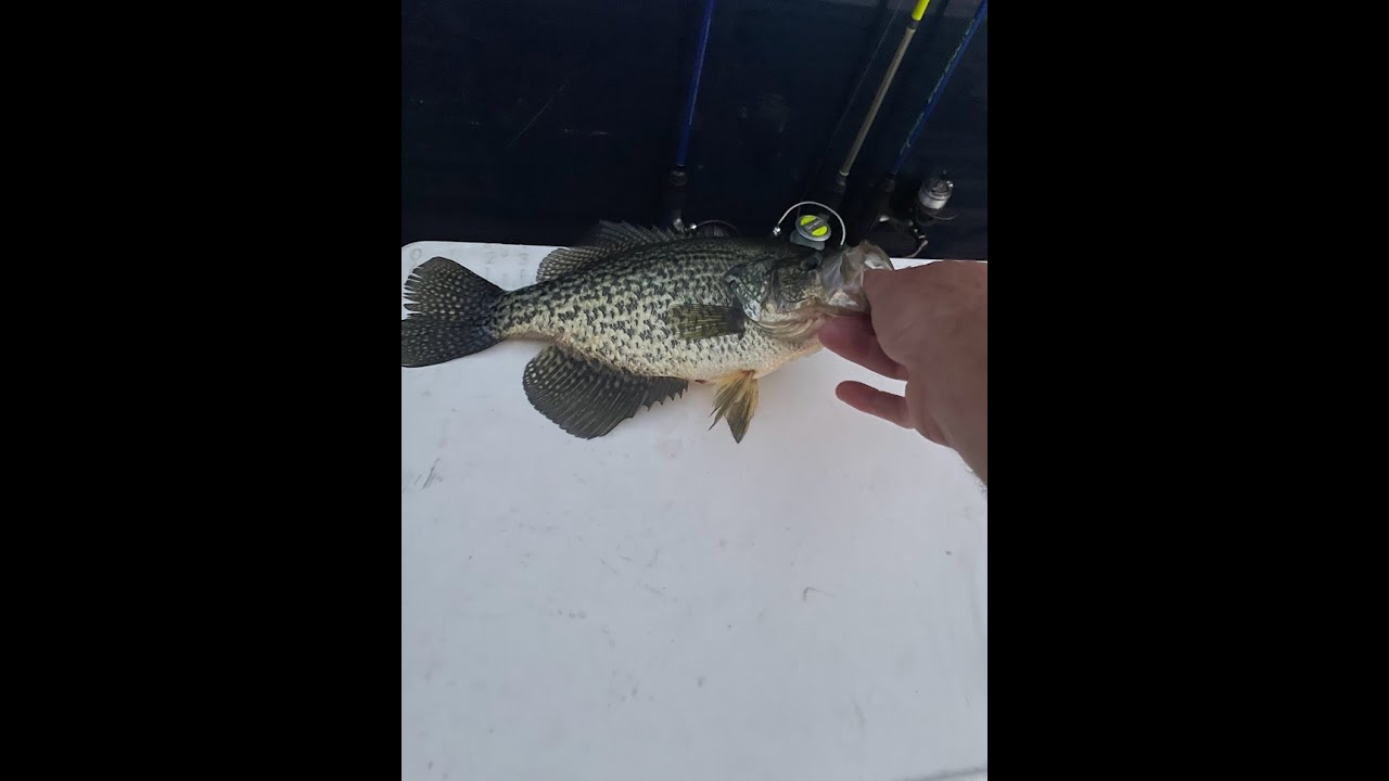 Winter Crappie Fishing Right After 3" of Rain!Slab Crappie on Jigs and ...