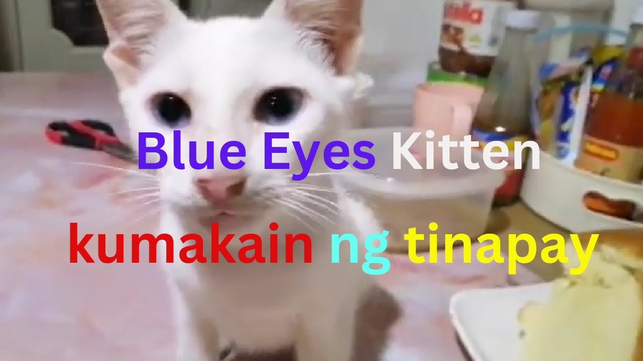 Blue eyes kitten kumakain ng tinapay - YouTube