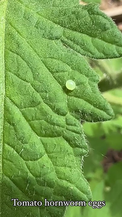 Tomato hornworm eggs #gardening #hornworm #tomatoplants - YouTube