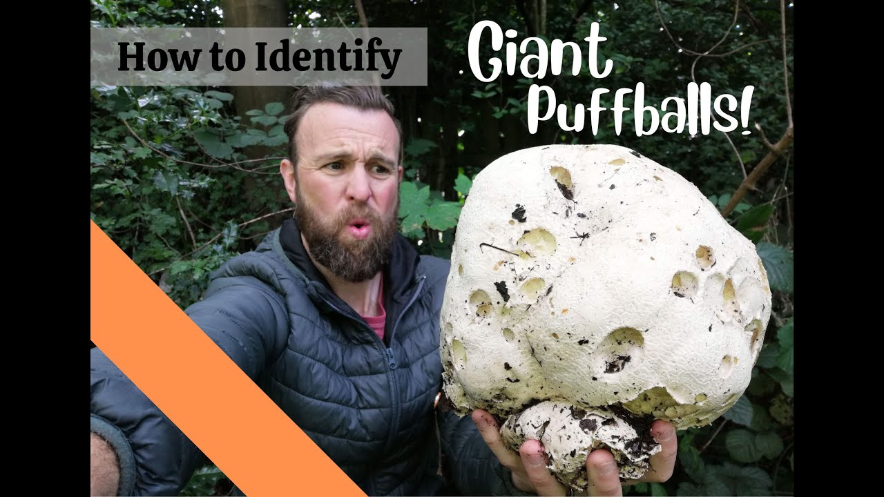 How to Identify Giant Puffballs: A Beginner's Guide - YouTube