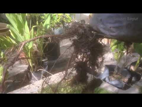 #114 Pokok Inai ( Lawsonia inermis ) - YouTube